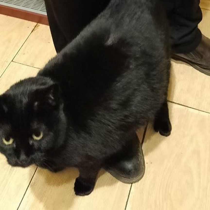 Ласковая чёрная кошка