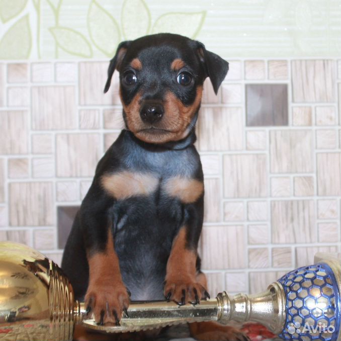 Щенки цвергпинчера - кобели и сука