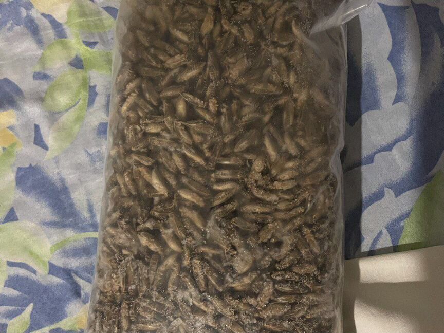 Замороженные сверчки