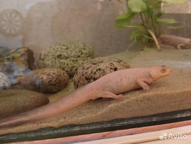 Испанские иглистые тритоны альбиносы