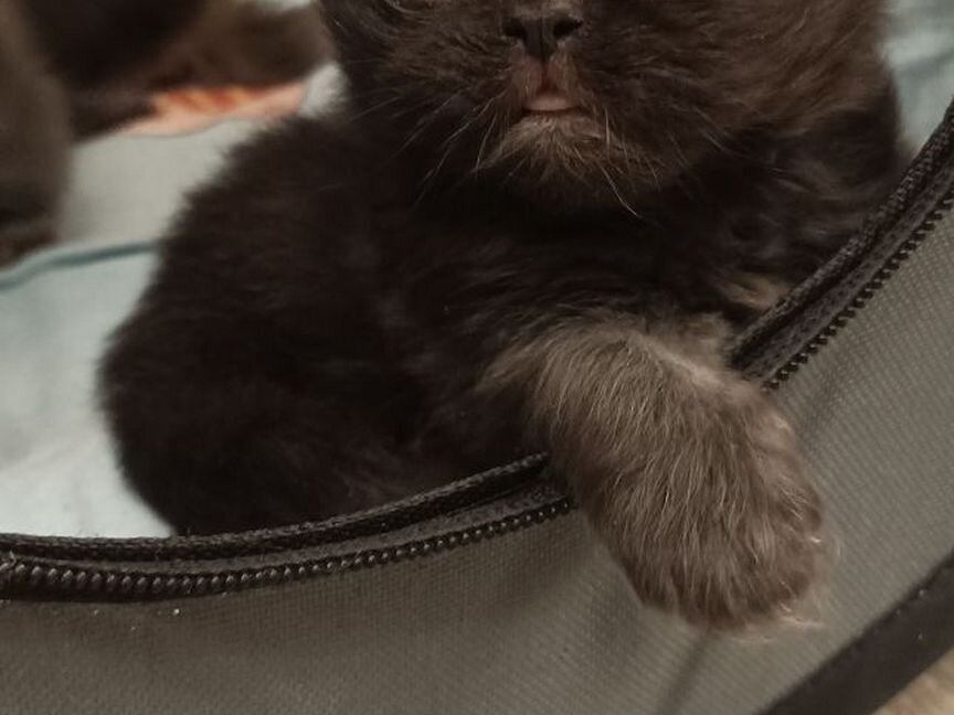 Персидский котёнок