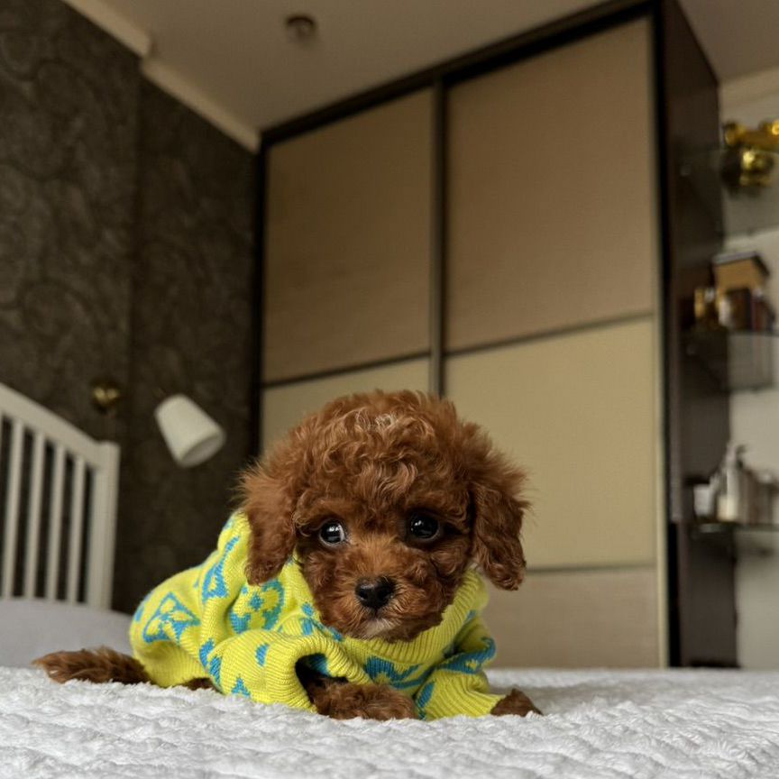 Той-пудель, щенок