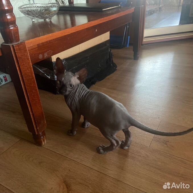 Котята продаются, канадский сфинкс
