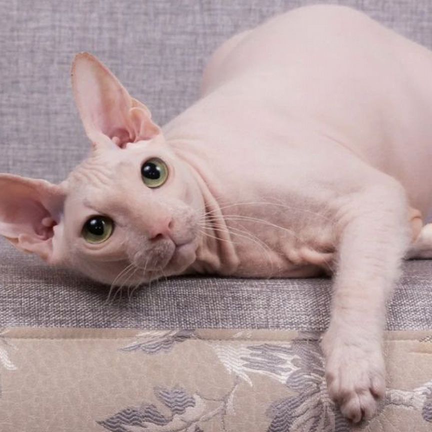 Канадский сфинкс, взрослая кошка