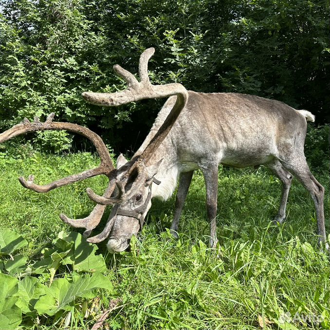 Домашний олень