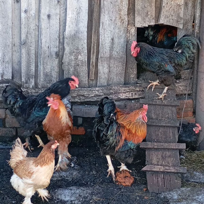 Петухи домашние молодые