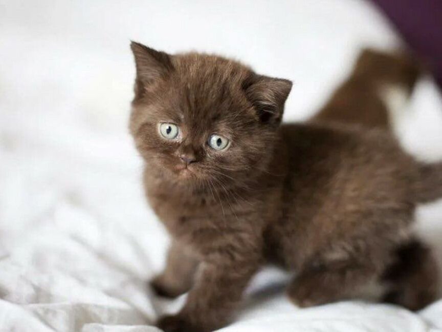 Британские котята