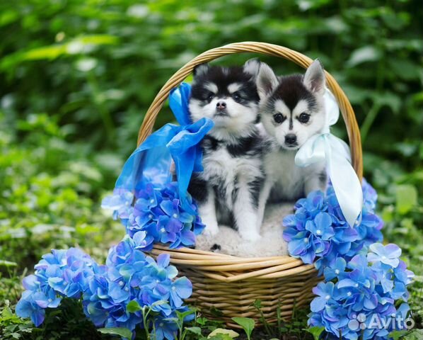 Корейские помски размер той 4-6кг во взрос сост