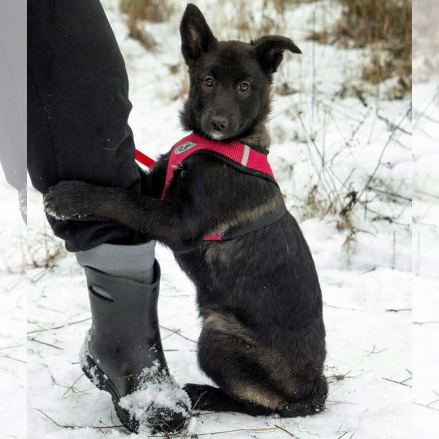 Щенок в добрые руки