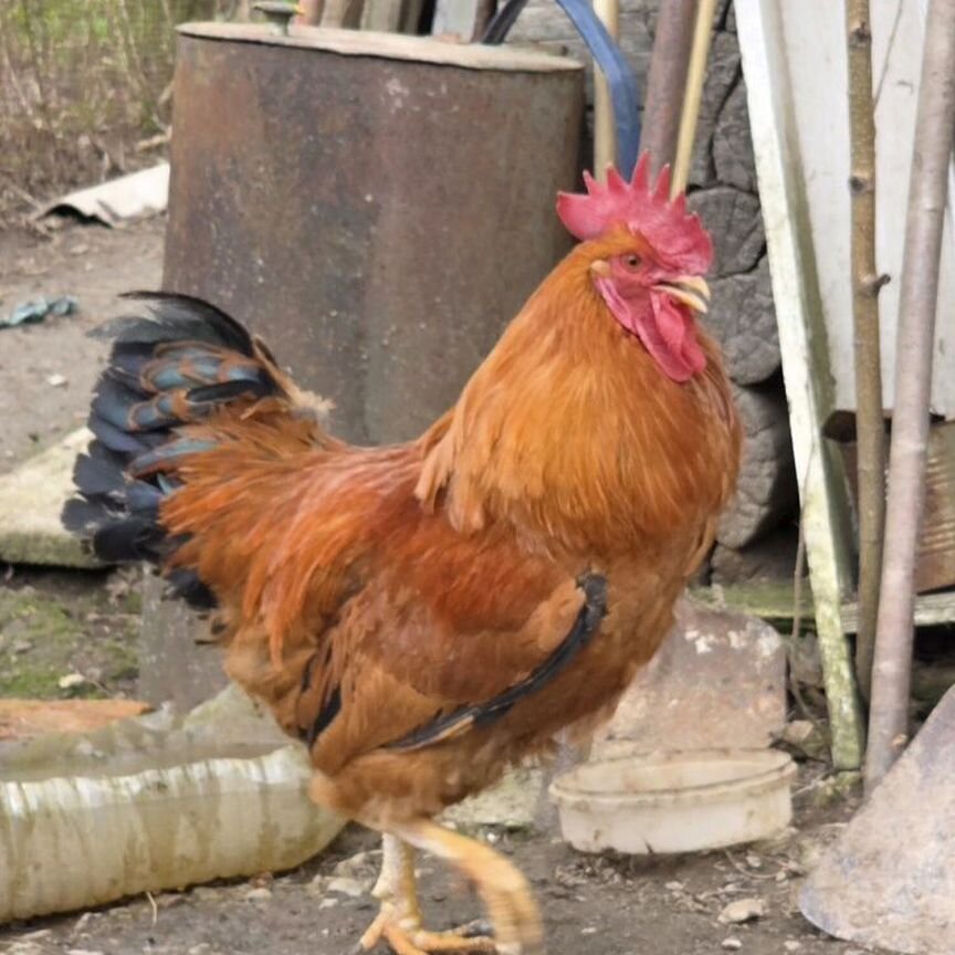 Молодые петухи