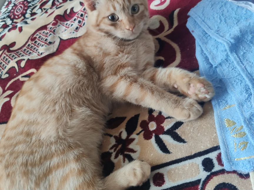 Котенок нашелся