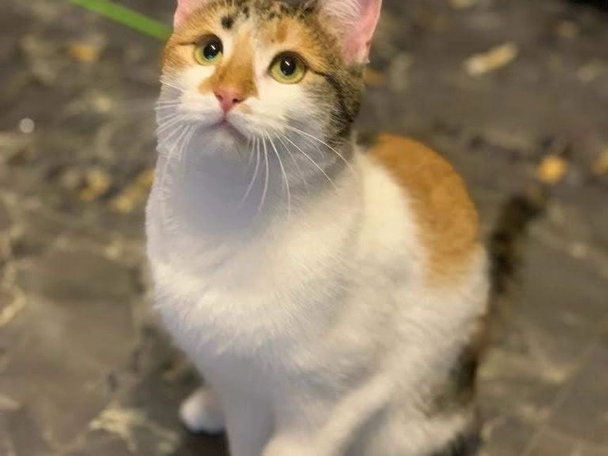 Кошки