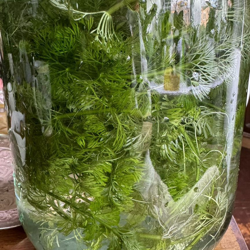 Водоросли для аквариума