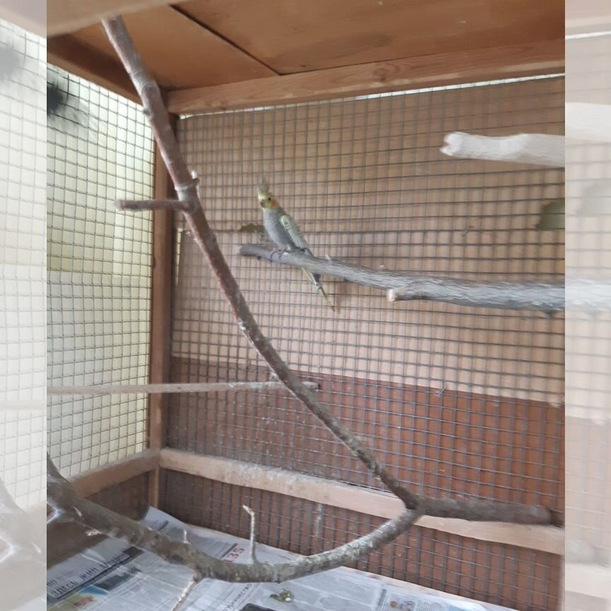 Попугай карелла птенцы