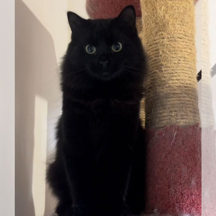 Кошка Богема