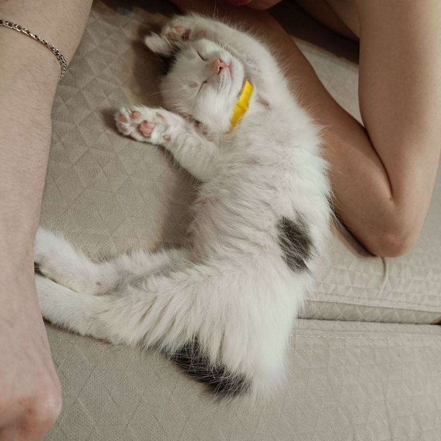 Котенок мальчик