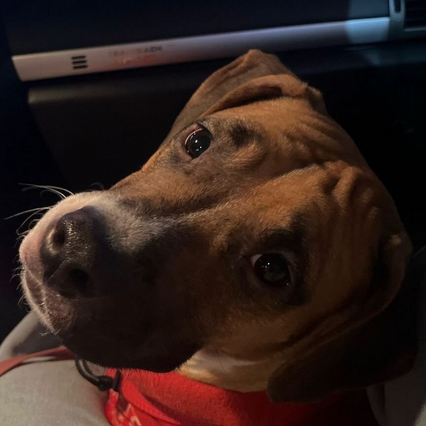 Американский стаффордширский терьер, взрослая собака