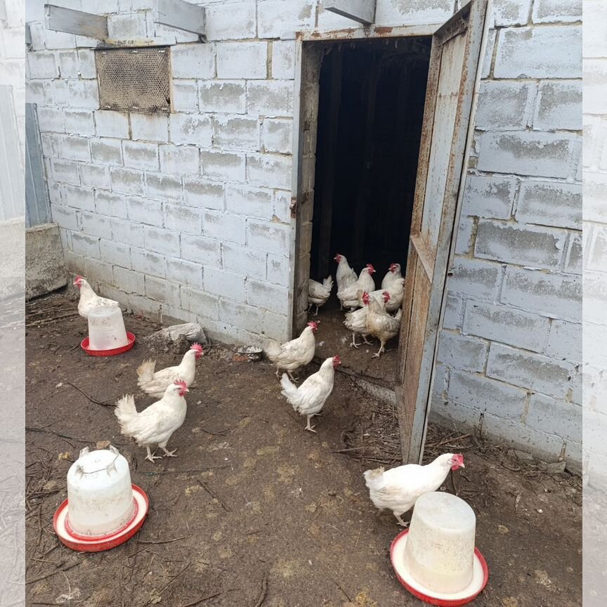 Куры несушки