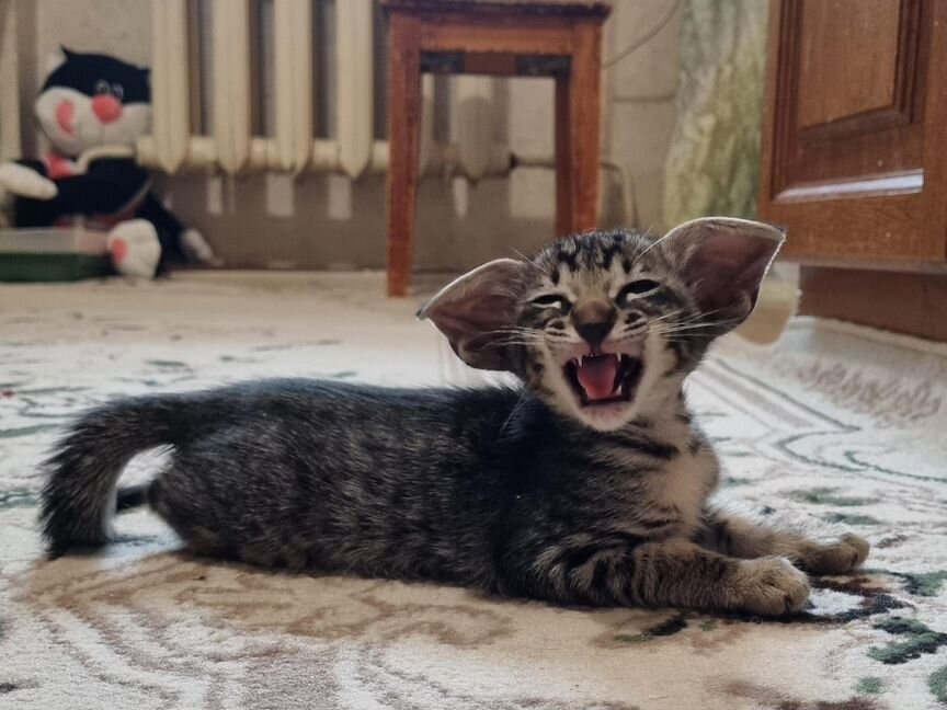 Ориентальные котята с документами