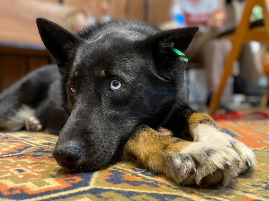 Воспитанный метис овчарки и хаски в добрые руки