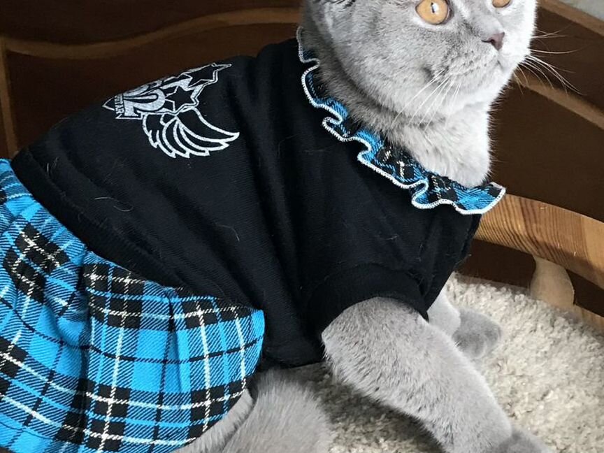 Котята Британская лиловая кошка