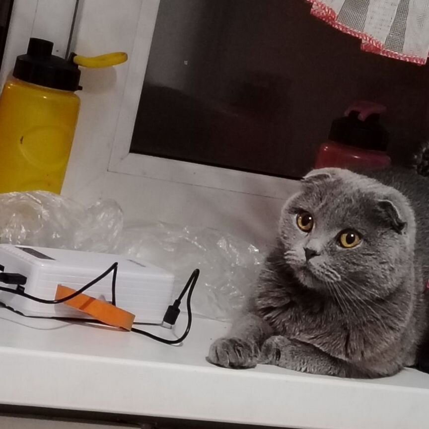 Шотландский вислоухий короткошёрстный котёнок