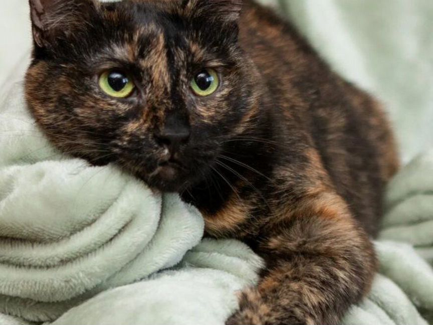 Ласковая Адель в дар