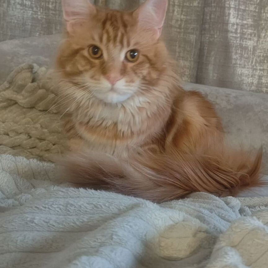 Мейн-кун котёнок