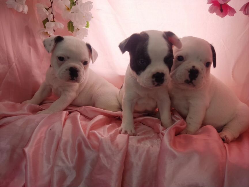 Французские богатыри