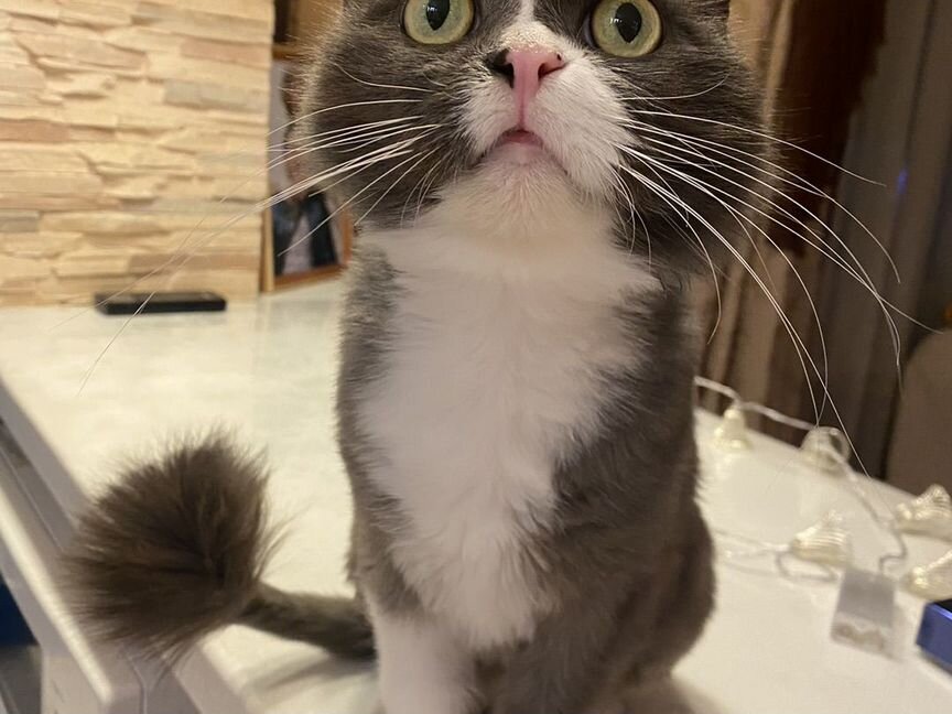 Кошка в добрые руки