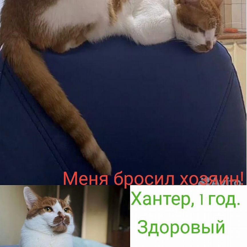 Кот Хантер ищет семью
