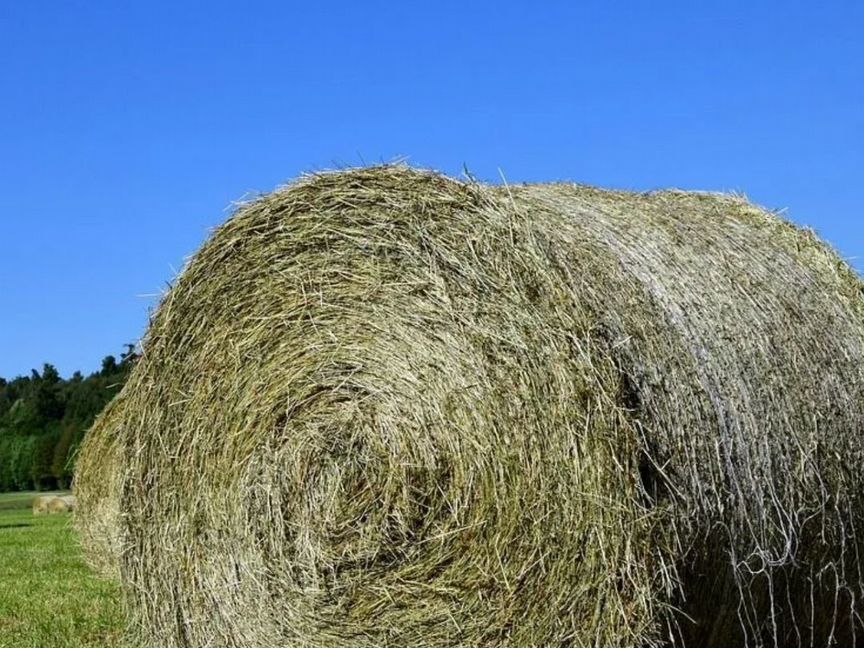 Сено степное