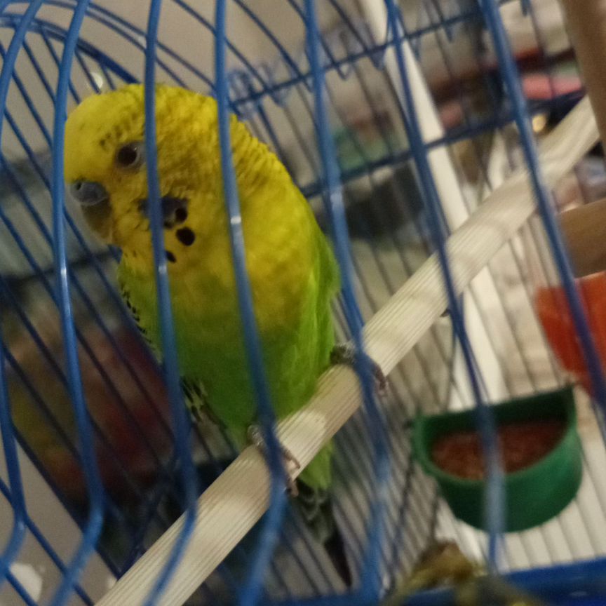 Волнистый попугай самец