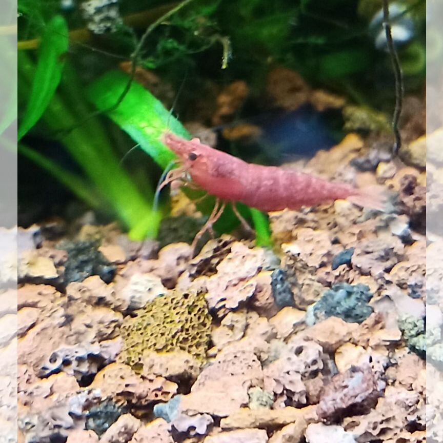 Креветки вишня