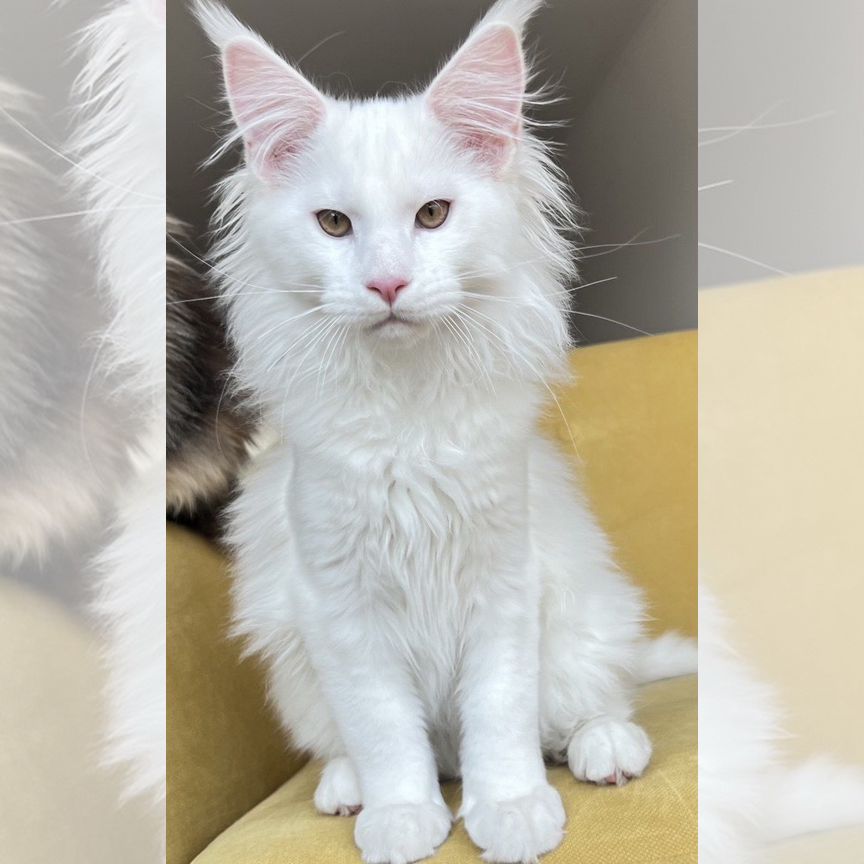 Мейн-кун котёнок