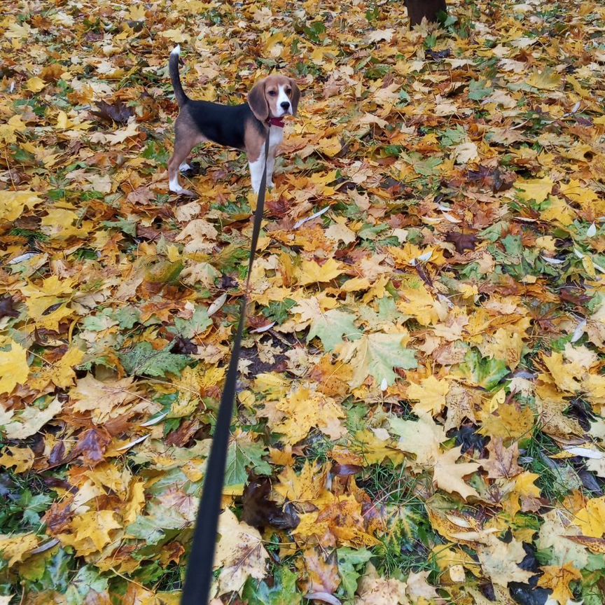 Бигль, щенок