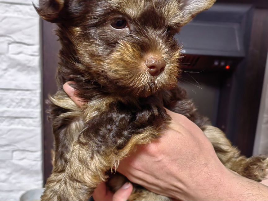 Йоркширский терьер щенки