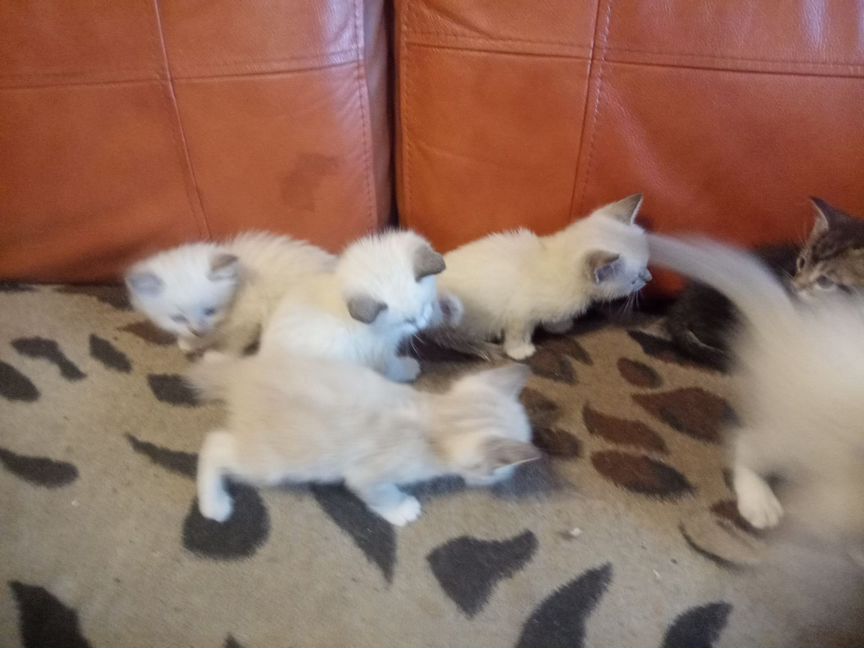 Котята в добрые руки