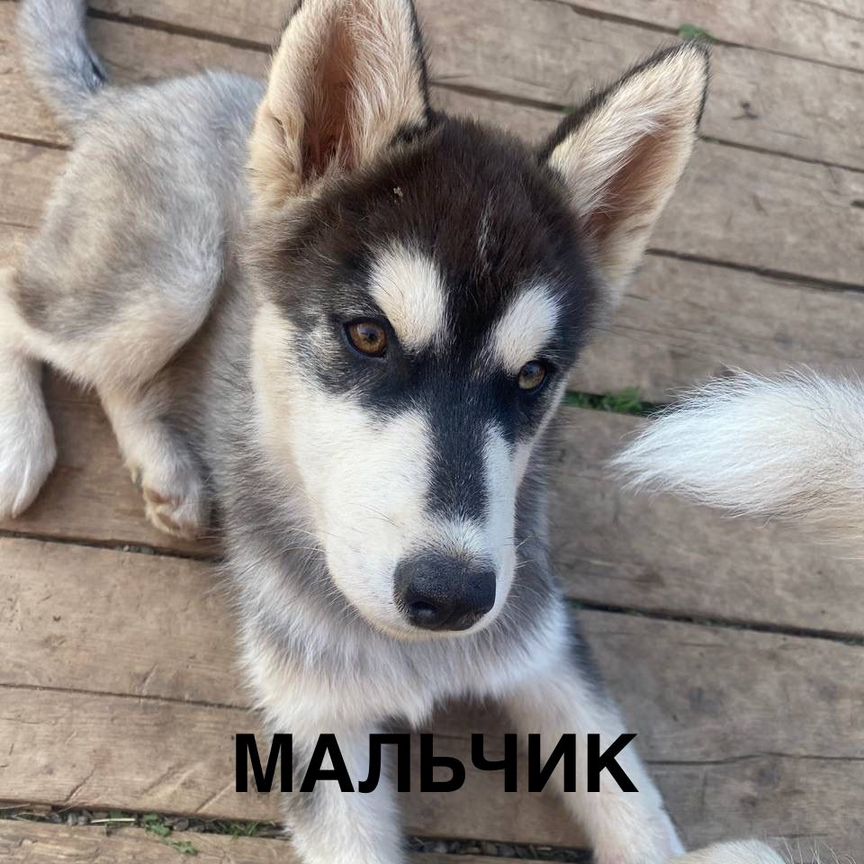 Щенки Хаски в добрые руки
