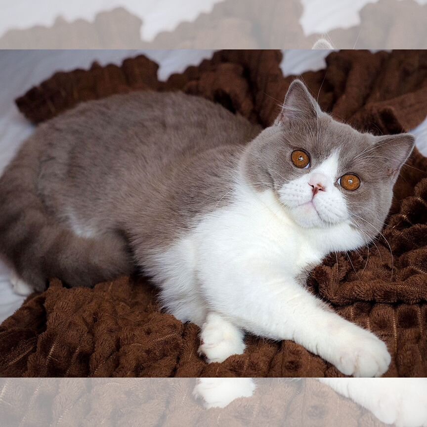 Британский короткошёрстный котёнок