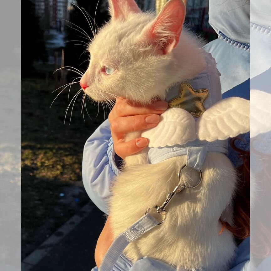 Шлейка поводок с крыльями