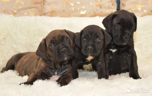 Кане Корсо метисы отдам