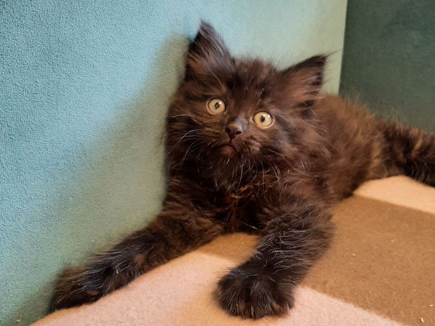 Котенок ищет дом