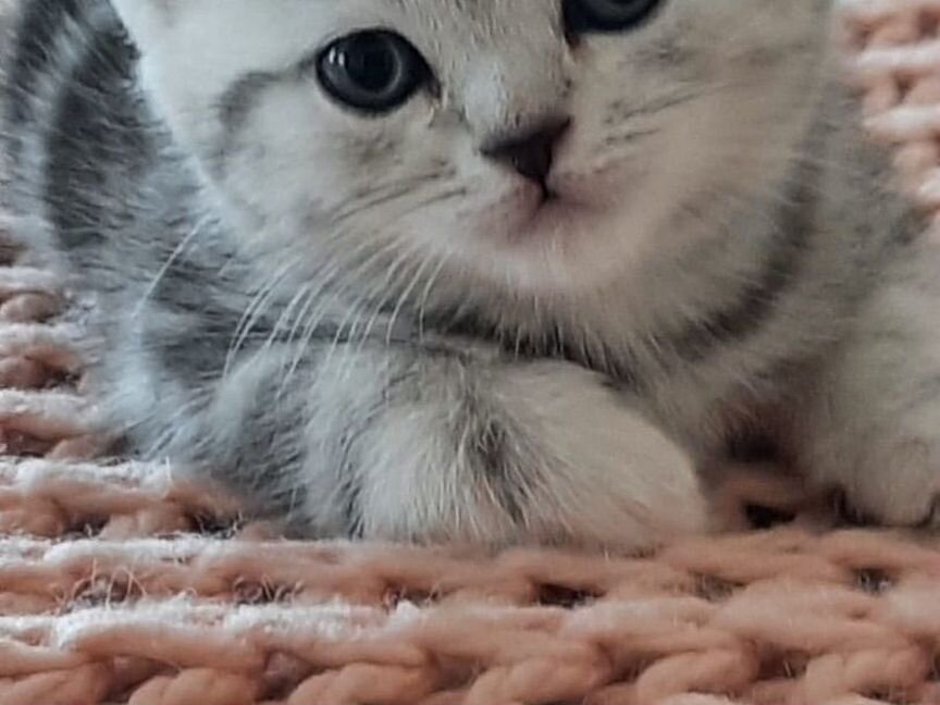 Шотландские котята