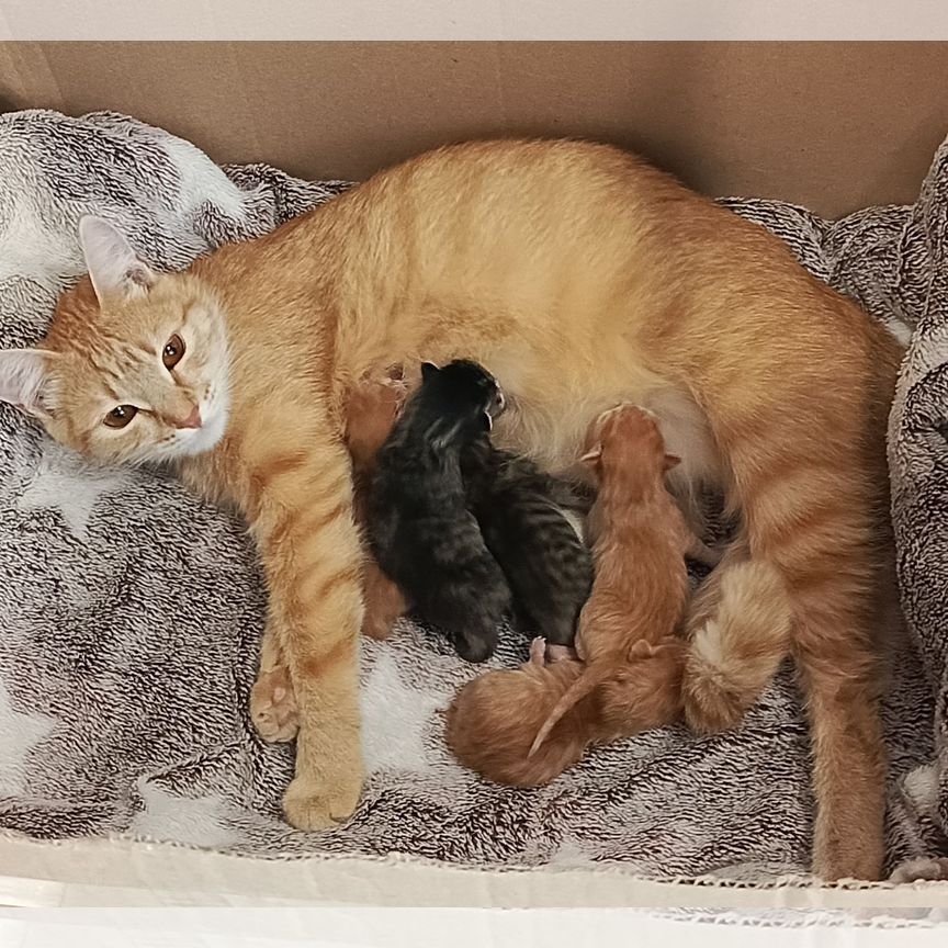 Домашние животные котята бесплатно