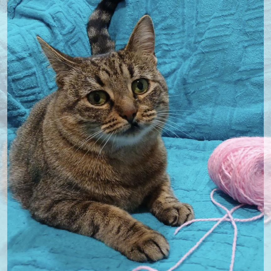 Европейская короткошёрстная, взрослая кошка