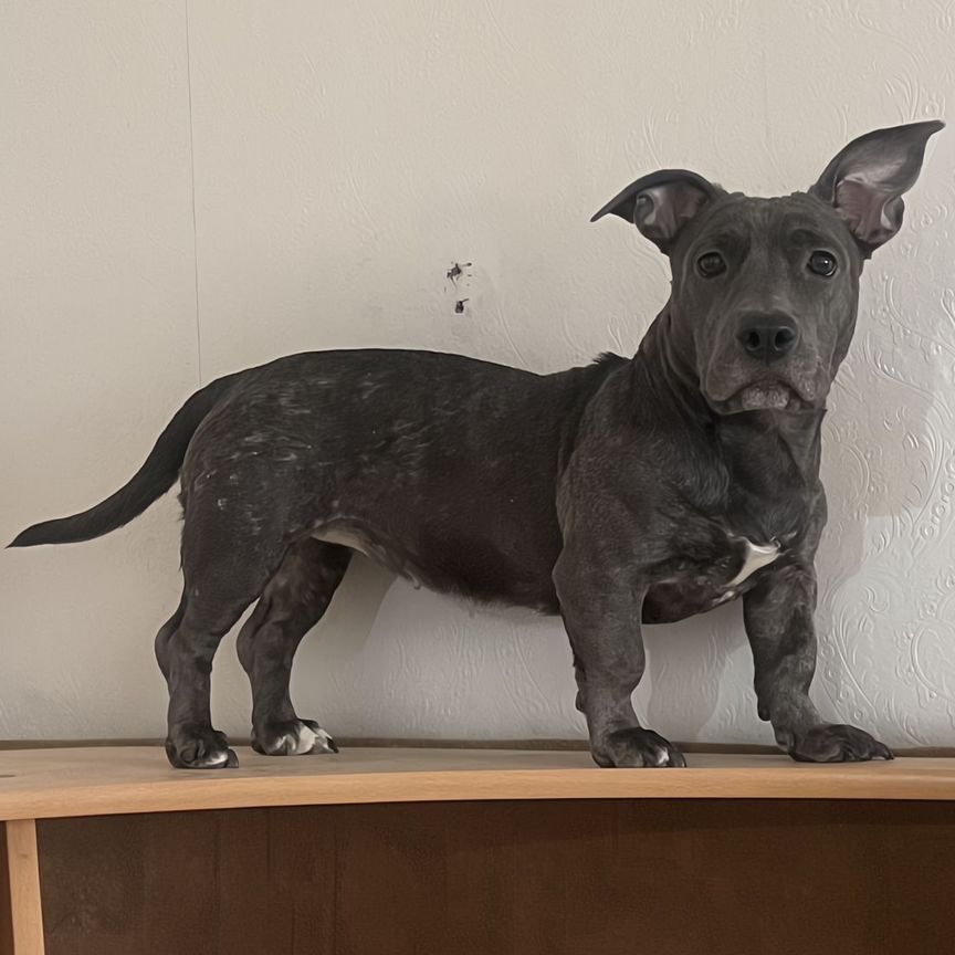 Взрослая собака от частного владельца