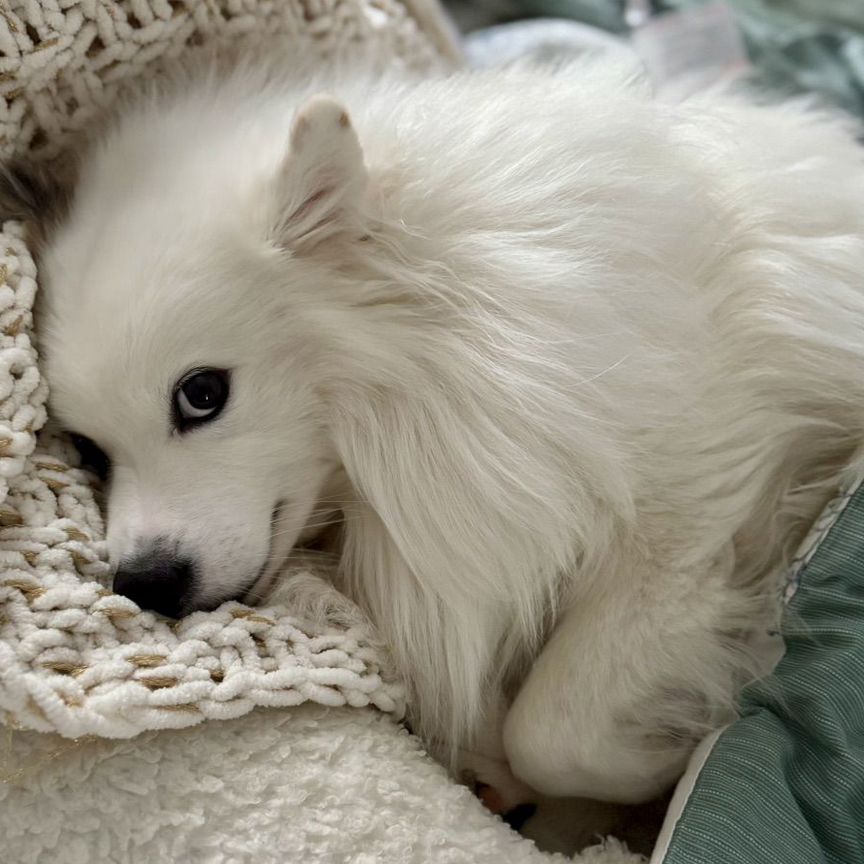 Немецкий шпиц, взрослый пёс