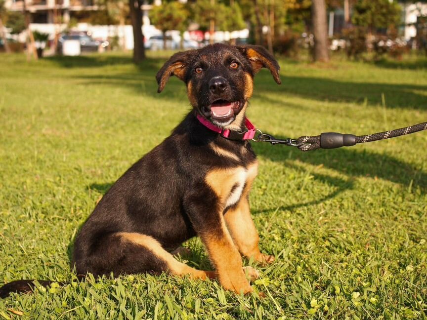 Щенок в добрые руки