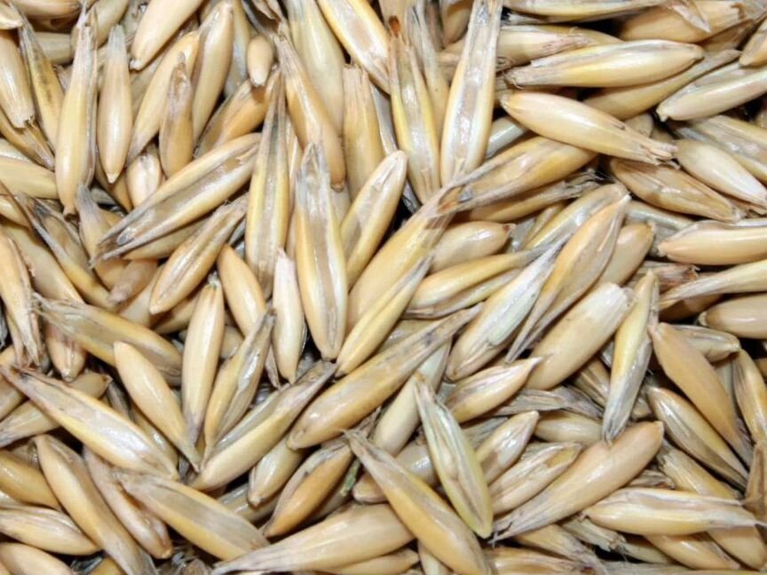 Пшеница озимая